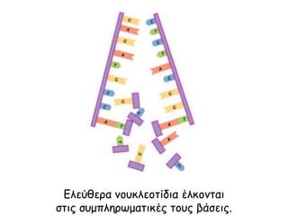 Αντιγραφή του DNA | PPTX