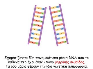 Αντιγραφή του DNA | PPTX