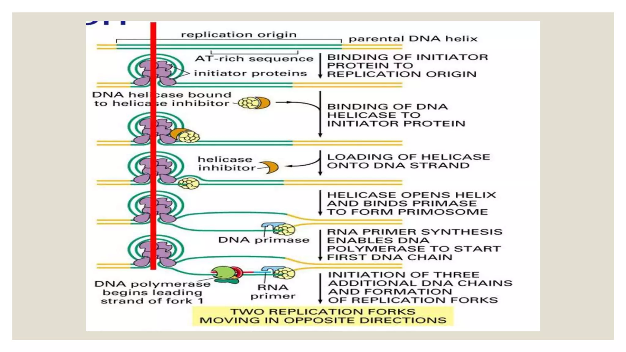 DNA Replication | PPTX