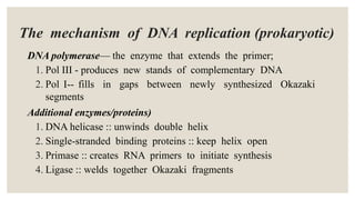 DNA Replication | PPTX