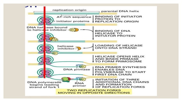 DNA Replication | PPTX