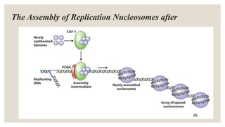 DNA Replication | PPTX