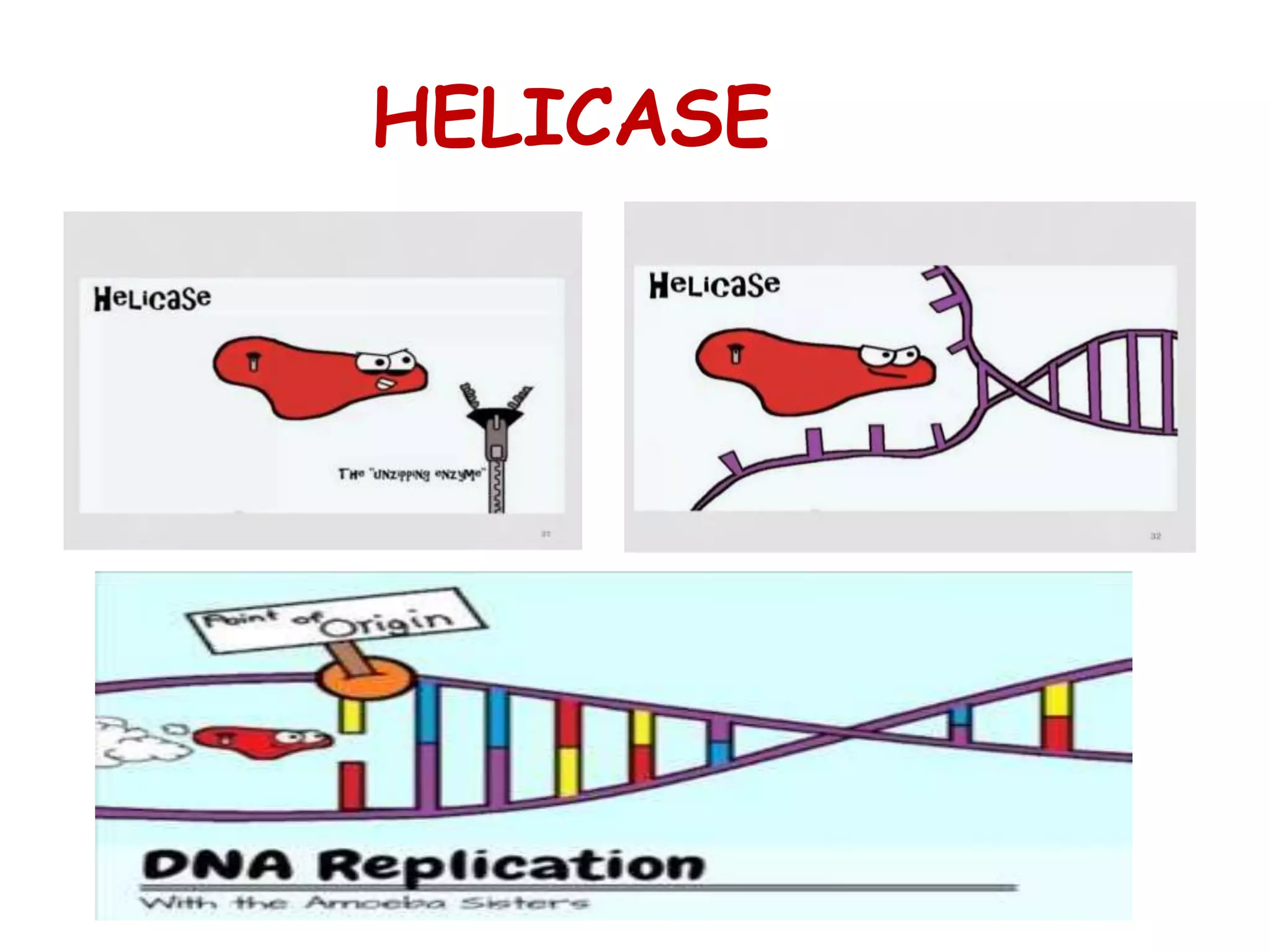DNA Replication | PPTX