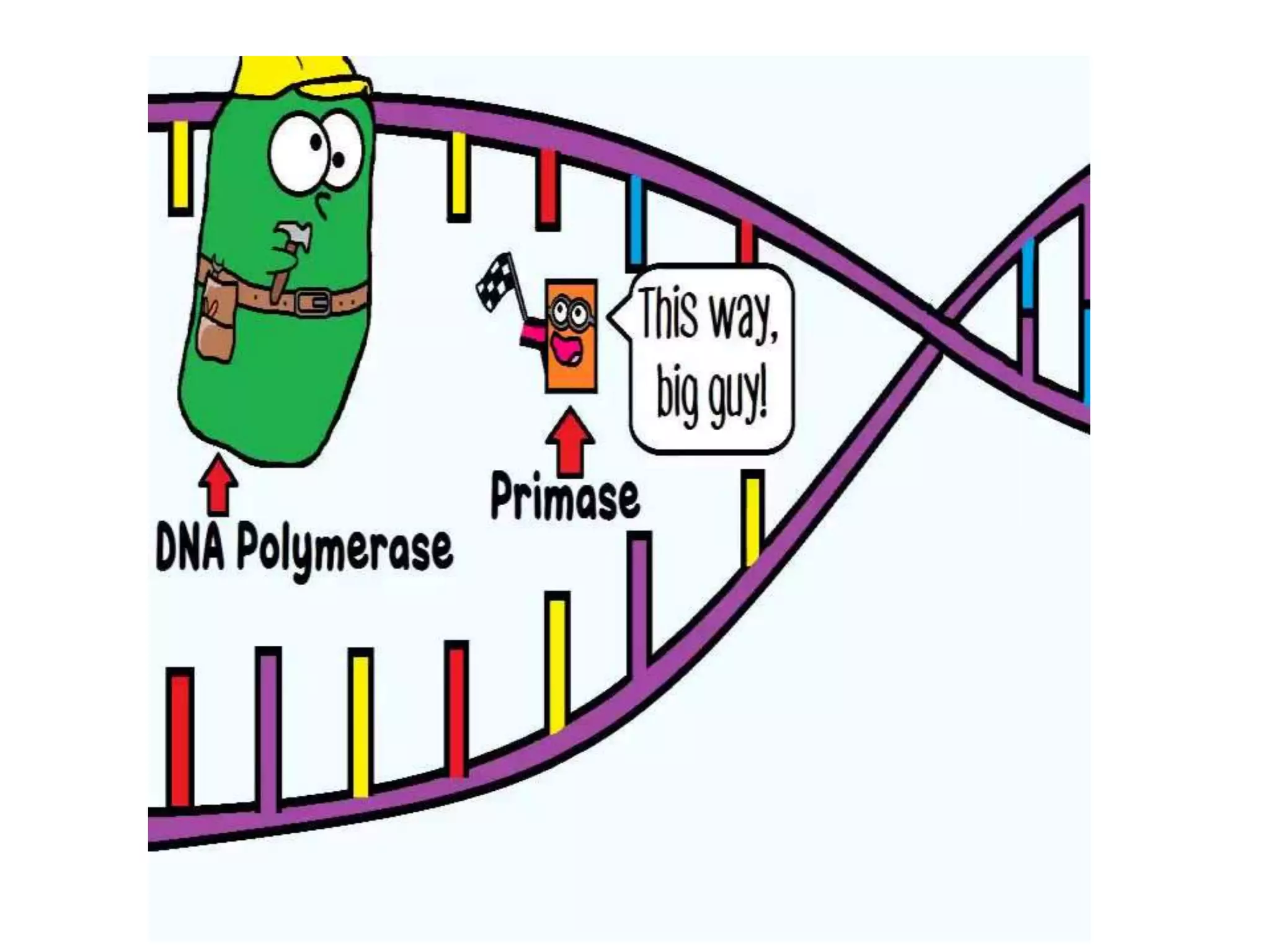 DNA Replication | PPTX