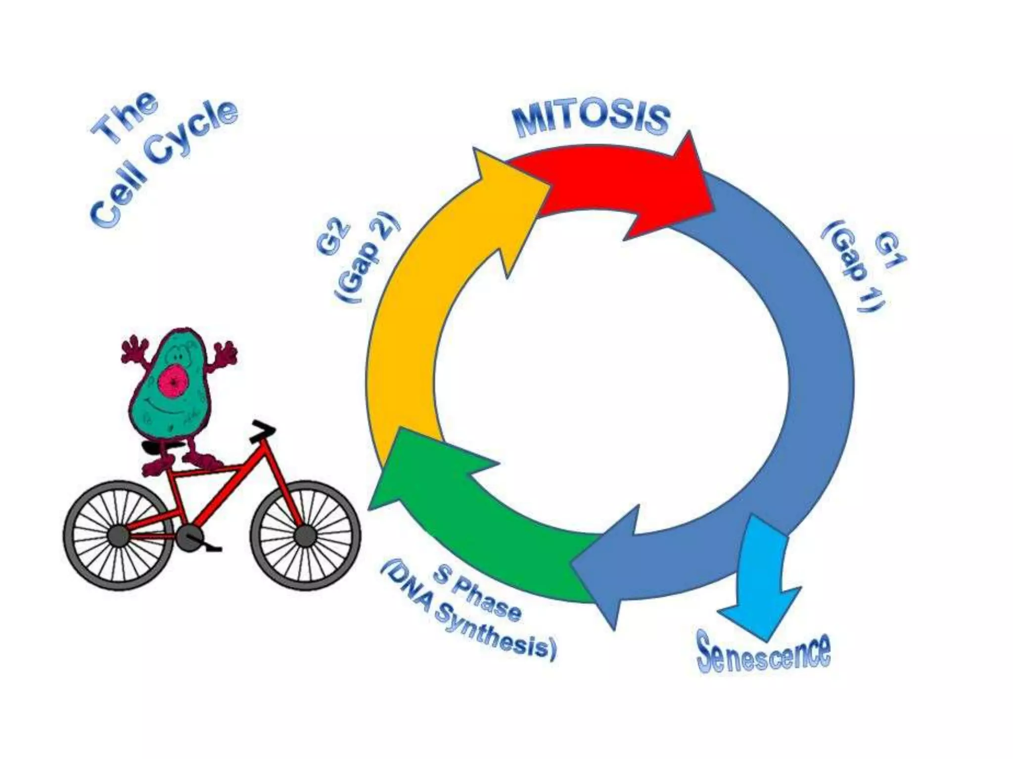 DNA Replication | PPTX
