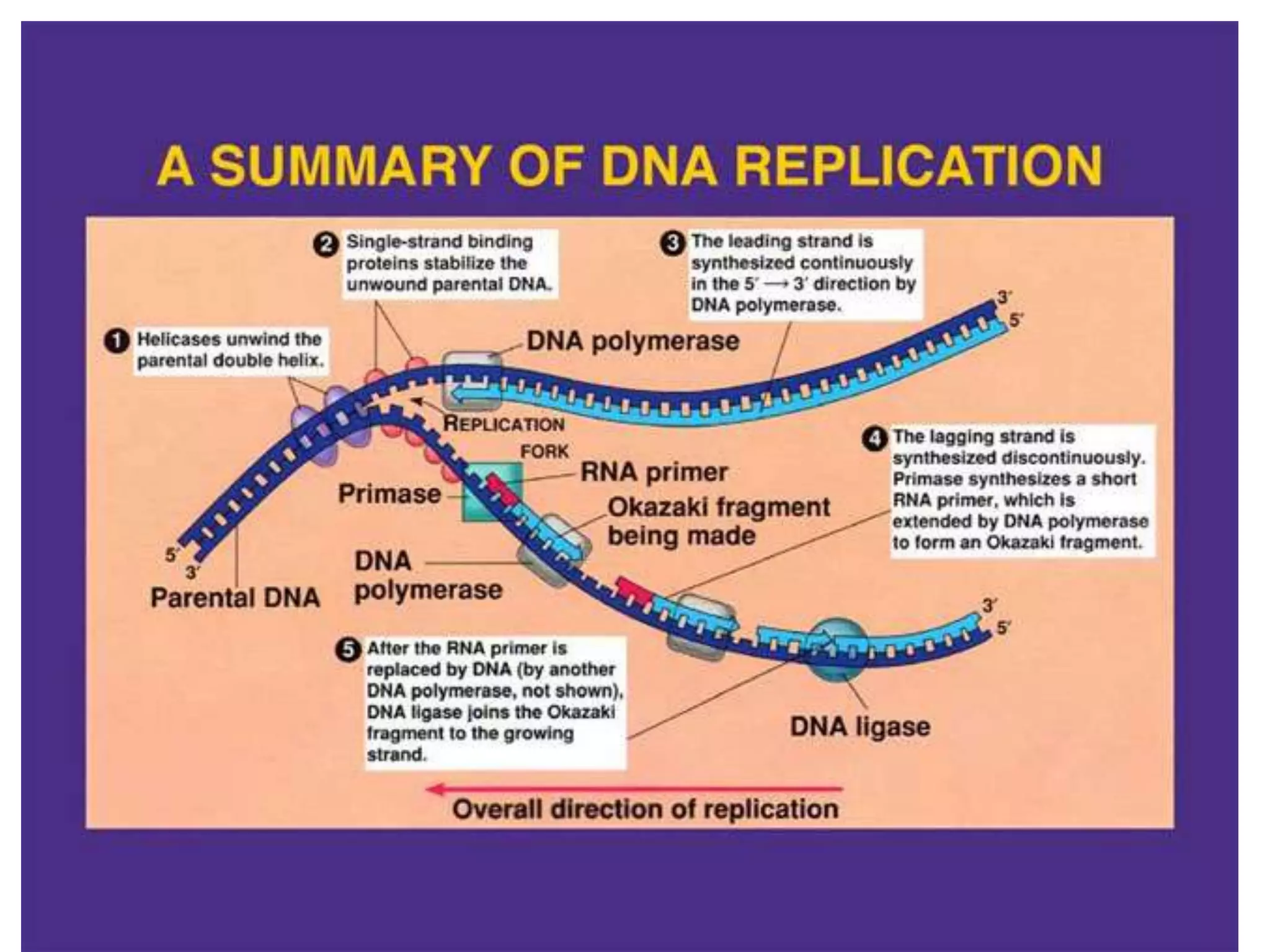 DNA Replication | PPTX