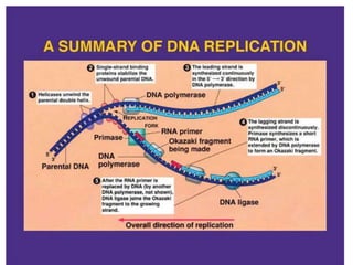 DNA Replication | PPTX