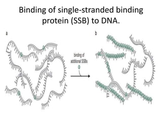 THE MECHANISM OF DNA POLYMERASE & CHEMICAL NATURTE TOPIC OF MOLECULAR ...
