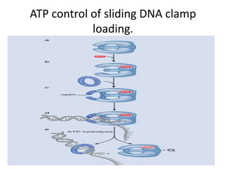 THE MECHANISM OF DNA POLYMERASE & CHEMICAL NATURTE TOPIC OF MOLECULAR ...