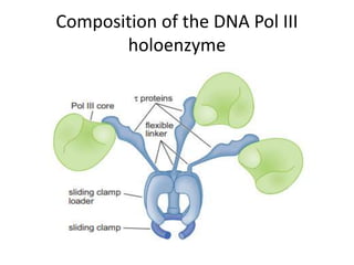 THE MECHANISM OF DNA POLYMERASE & CHEMICAL NATURTE TOPIC OF MOLECULAR ...
