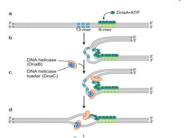 THE MECHANISM OF DNA POLYMERASE & CHEMICAL NATURTE TOPIC OF MOLECULAR ...