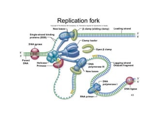 Dna Replication Fork Mcgraw Hill