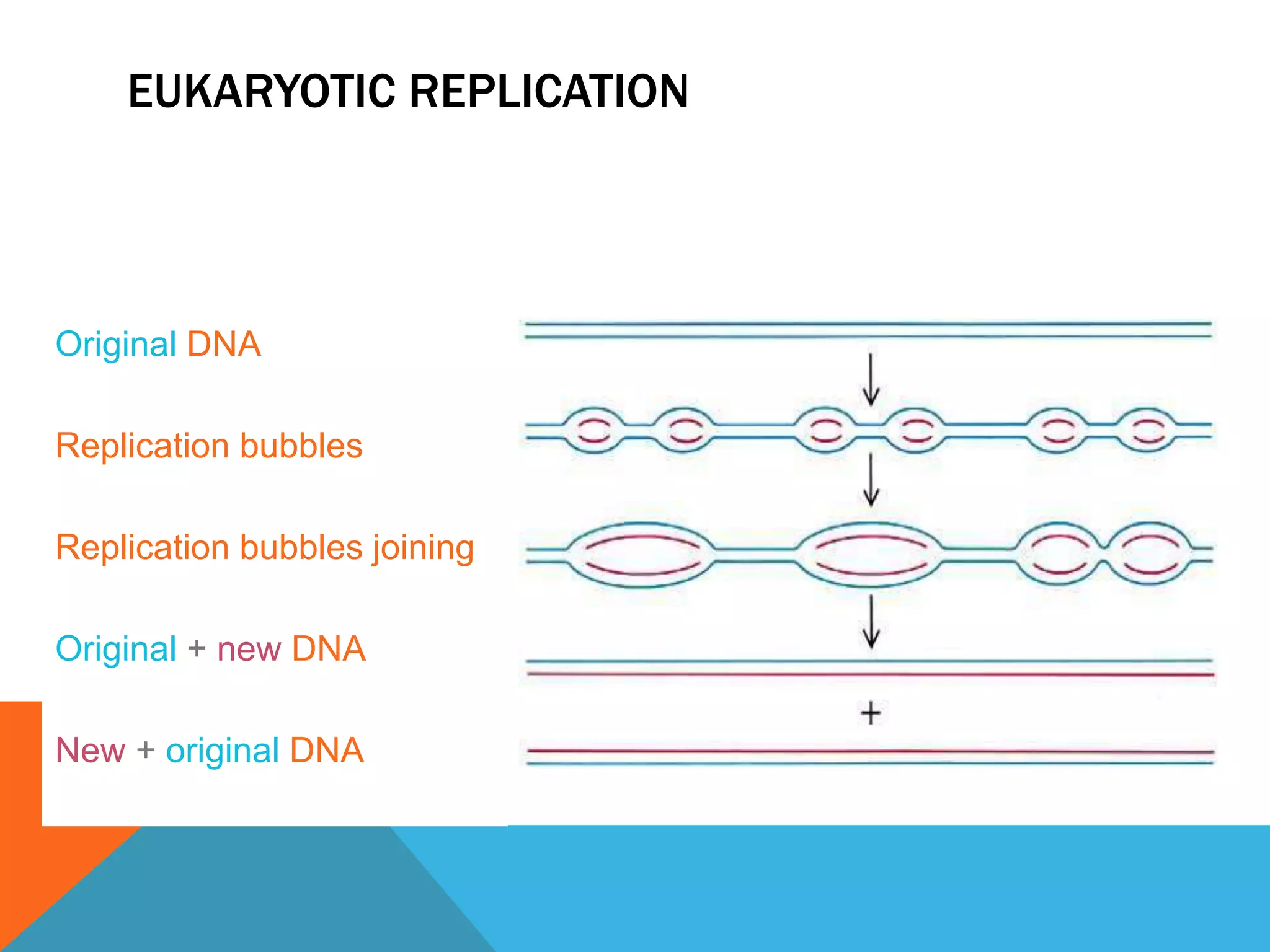 DNA Replication.ppt