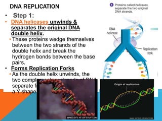 DNA Replication.ppt