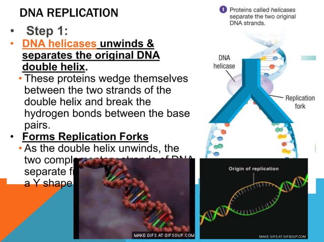 DNA Replication.ppt