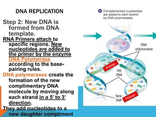 DNA Replication.ppt