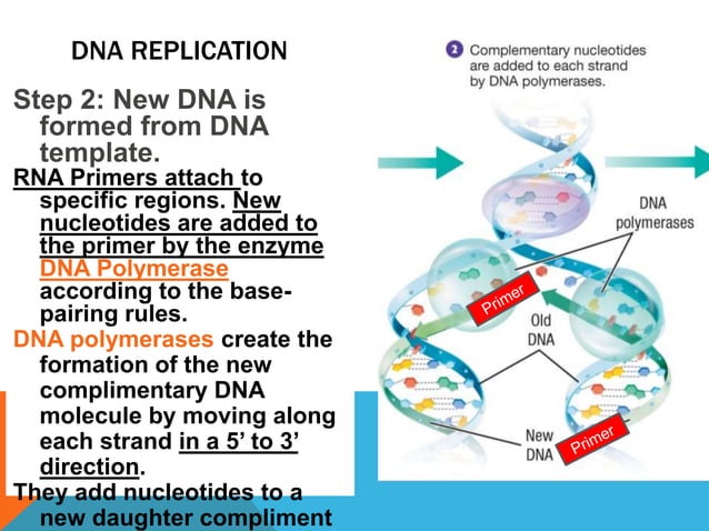 DNA Replication.ppt