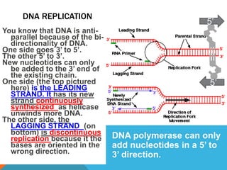DNA Replication.ppt