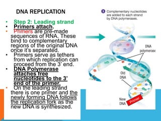 DNA Replication.ppt
