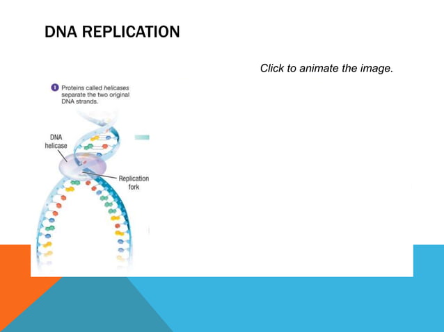 DNA Replication.ppt