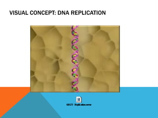DNA Replication.ppt