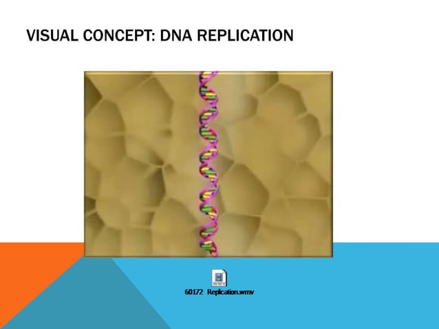DNA Replication.ppt
