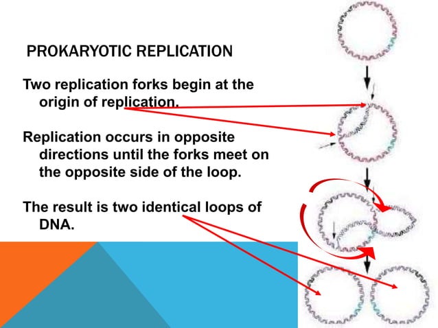 DNA Replication.ppt