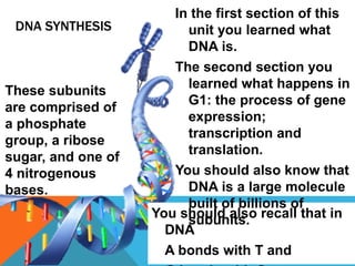 DNA Replication.ppt