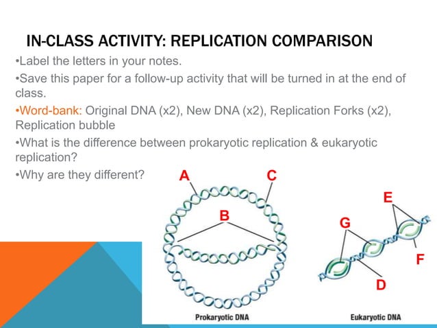 DNA Replication.ppt