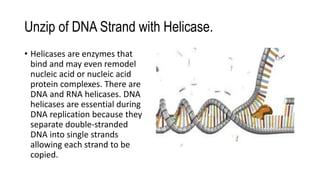 DNA Replication.pptx