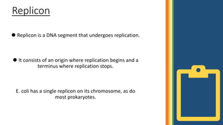 DNA replication in prokaryotes | PPT