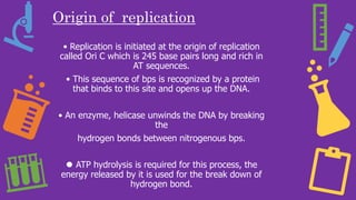 DNA replication in prokaryotes | PPT