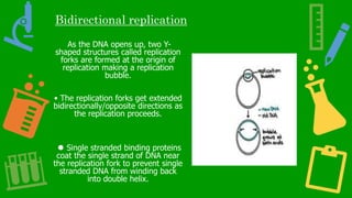 DNA replication in prokaryotes | PPT