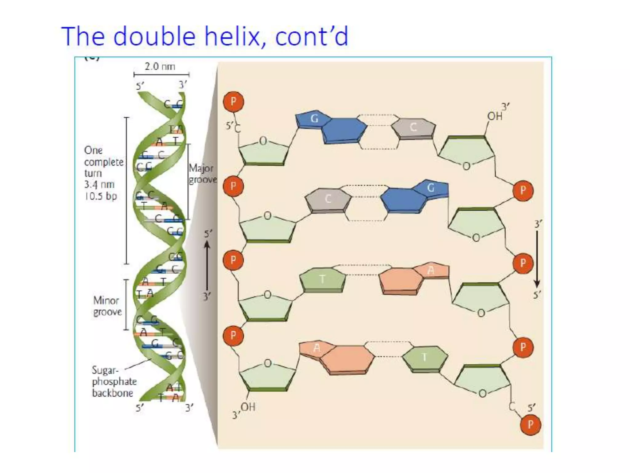 DNA REPLICATION.ppt | Free Download