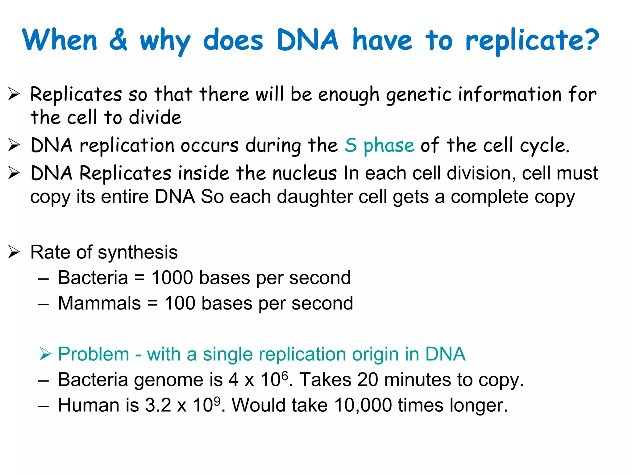 DNA REPLICATION.ppt