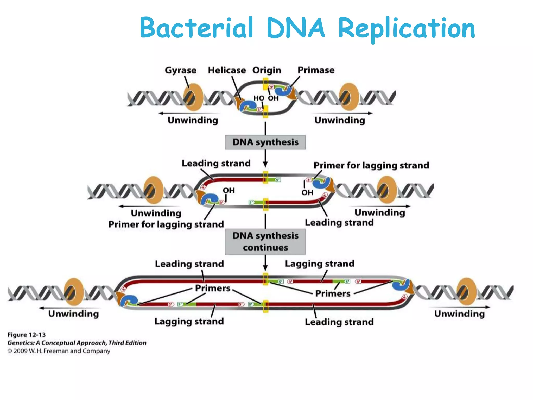 DNA REPLICATION.ppt