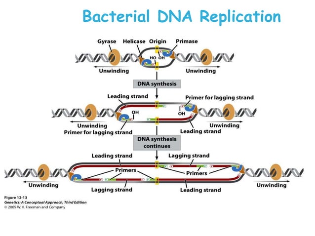 DNA REPLICATION.ppt