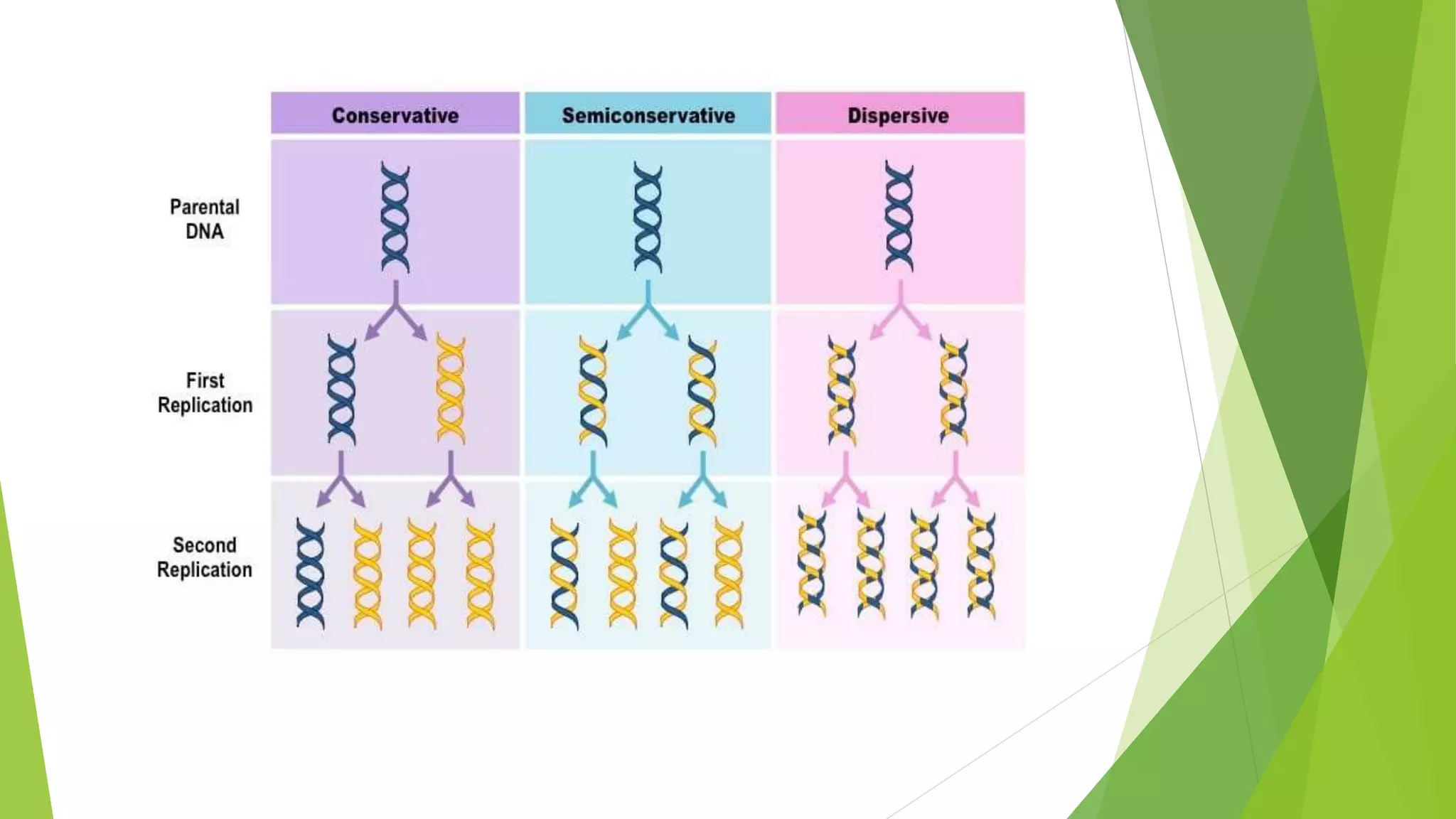 DNA replication.pptx