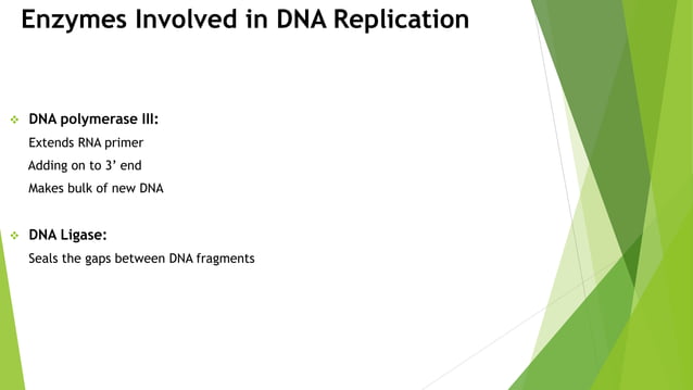 DNA replication.pptx