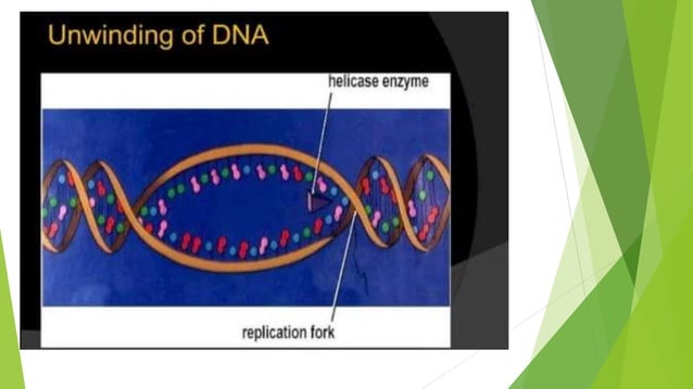 DNA replication.pptx