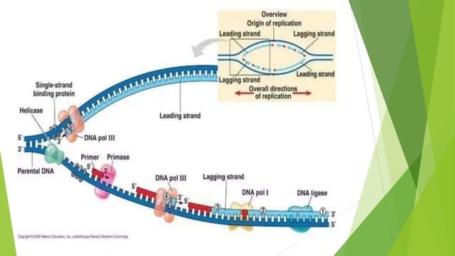 DNA replication.pptx