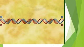 DNA replication.pptx