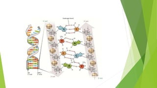 DNA replication.pptx
