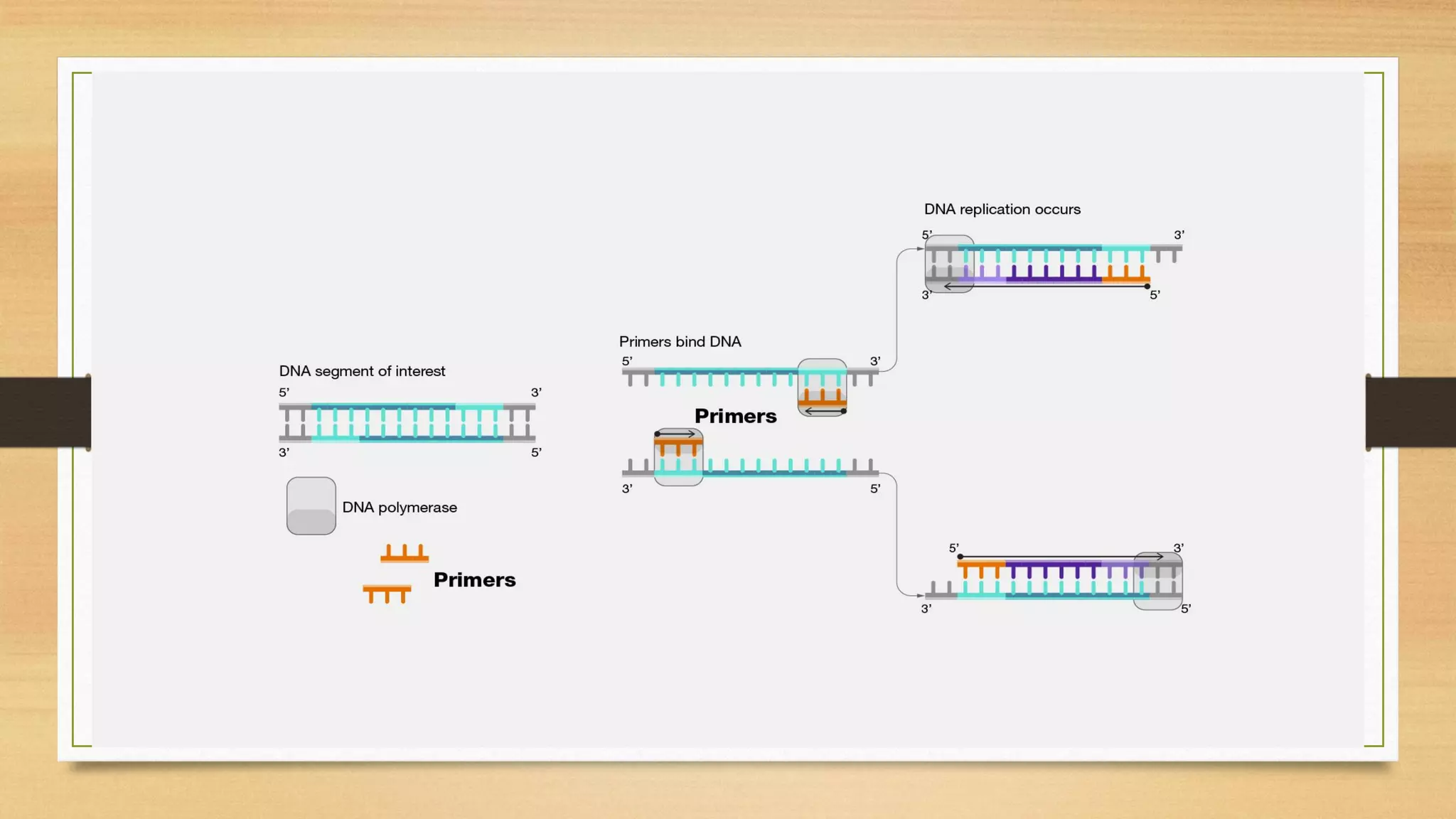 DNA replication.pdf