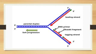 DNA replication.pdf