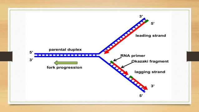 DNA replication.pdf