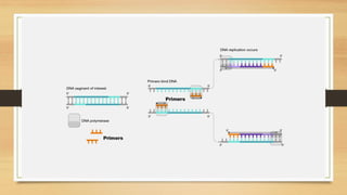 DNA replication.pdf