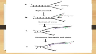 DNA replication.pdf