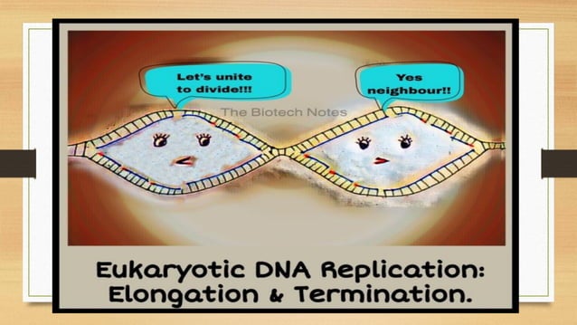 DNA replication.pdf