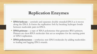 DNA replication.pdf
